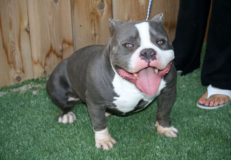 Razor Edge Pitbull - Breed Characteristics And History 2024 - Hearts Of ...