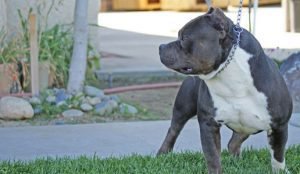 Razor Edge Pitbull - Breed Characteristics And History 2024 - Hearts Of ...