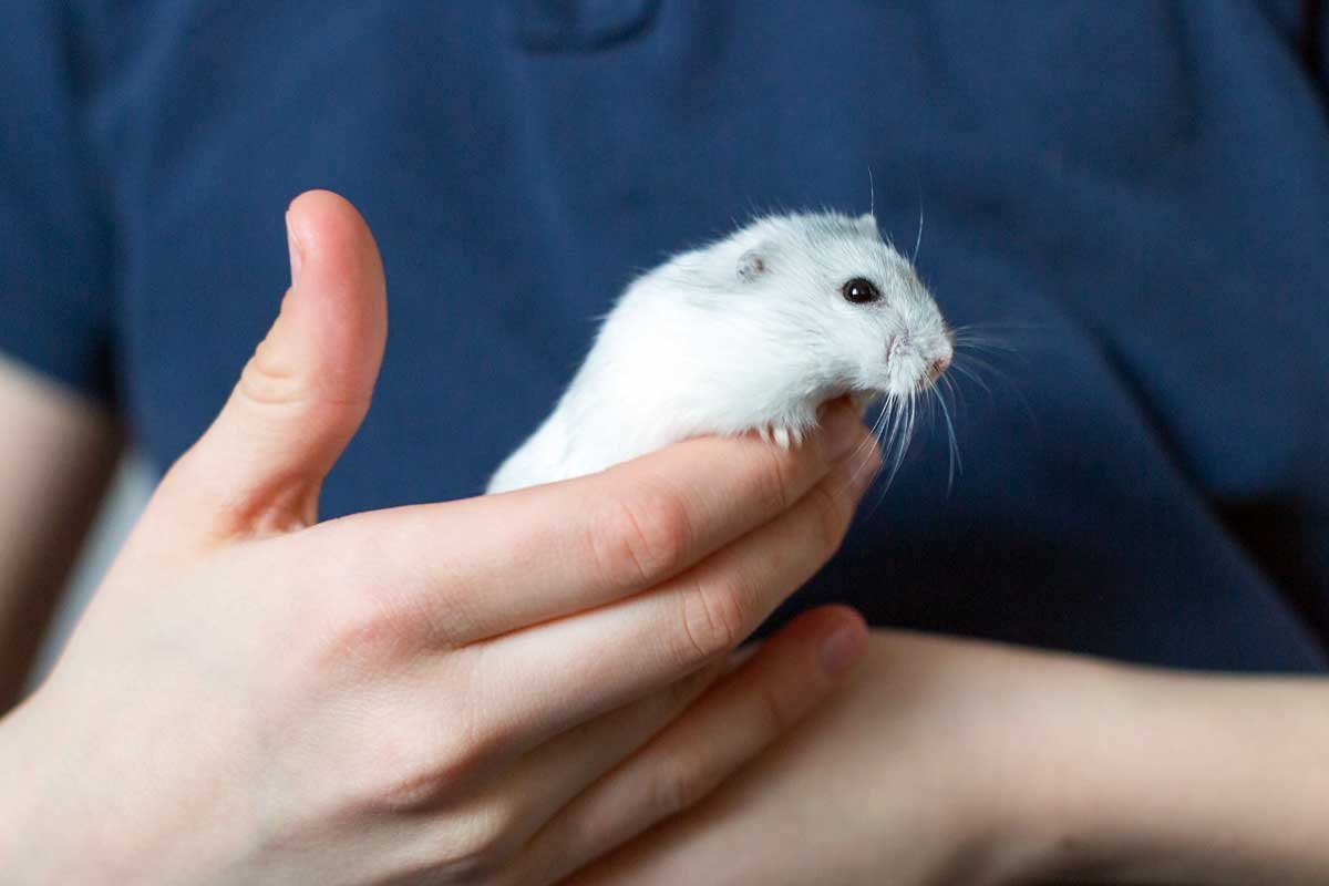 Do Hamsters Get Fleas: Yes. Treatment Guide 2024 - Hearts Of Pets