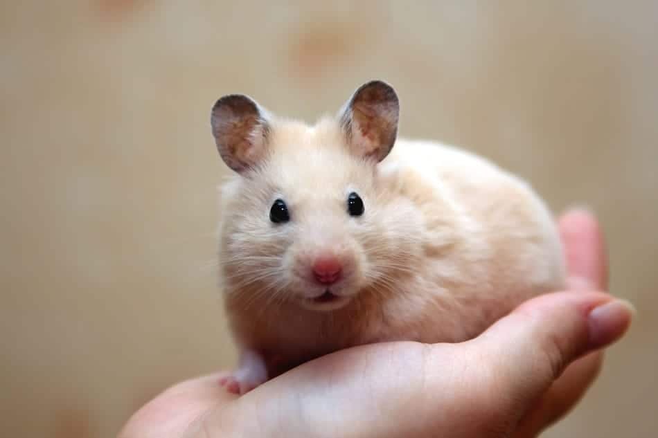 Do Hamsters Get Fleas: Yes. Treatment Guide 2024 - Hearts Of Pets