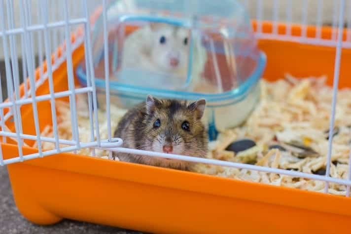 Supplies For Hamsters: Things You Absolutely Need 2024 - Hearts Of Pets