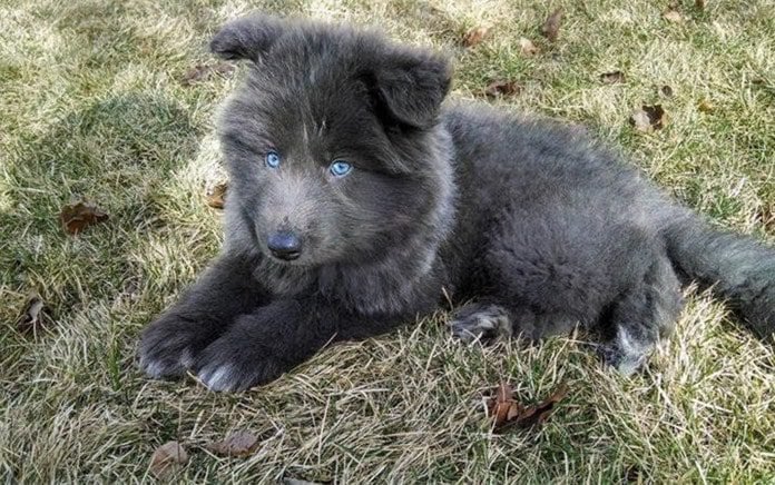 Blue Bay Shepherd: Complete Breed Guide 2024 - Hearts Of Pets