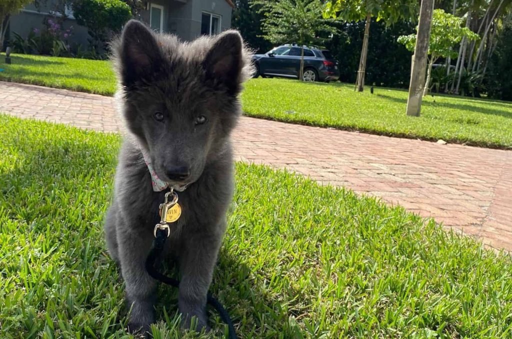Blue Bay Shepherd: Complete Breed Guide 2024 - Hearts Of Pets