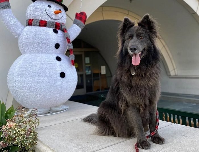 Blue Bay Shepherd: Complete Breed Guide 2024 - Hearts Of Pets