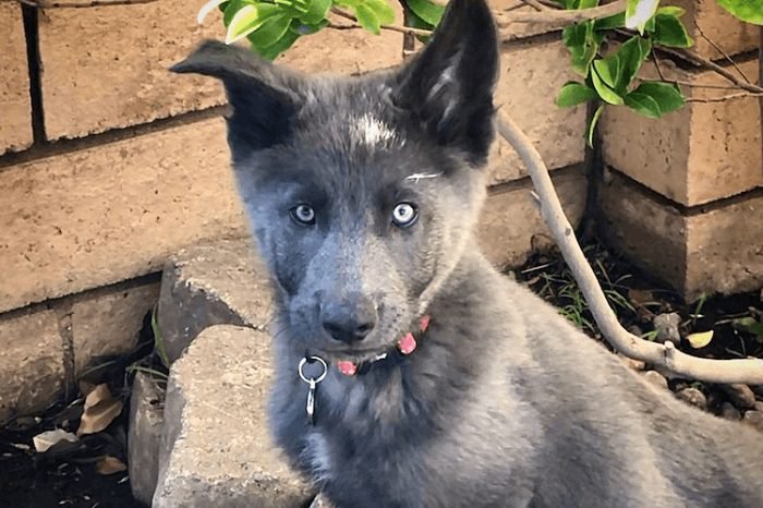 Blue Bay Shepherd: Complete Breed Guide 2024 - Hearts Of Pets