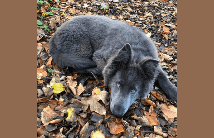 Blue Bay Shepherd: Complete Breed Guide 2024 - Hearts Of Pets
