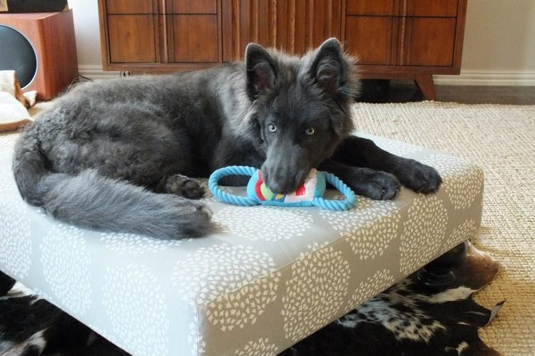 Blue Bay Shepherd: Complete Breed Guide 2024