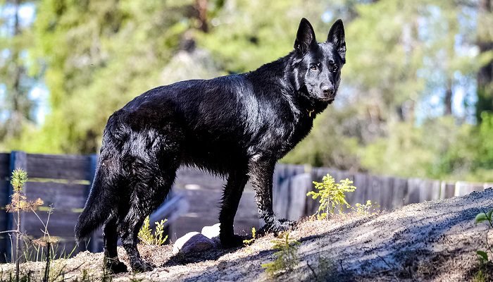 Blue Bay Shepherd: Complete Breed Guide 2024 - Hearts Of Pets