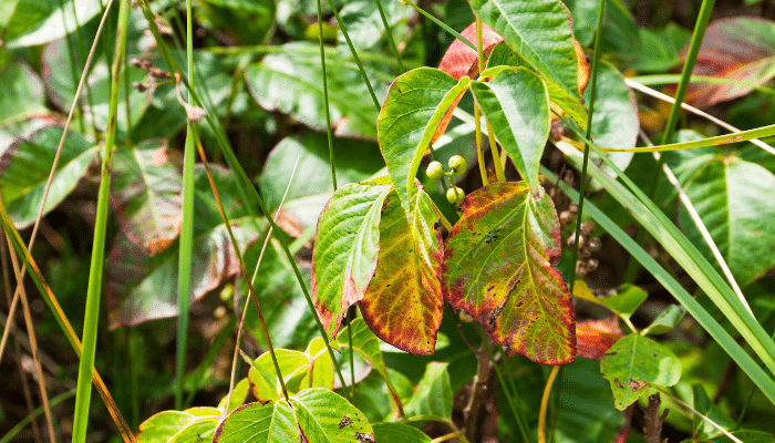 Can Dogs Get Poison Ivy? Treatment Options 2024 - Hearts Of Pets