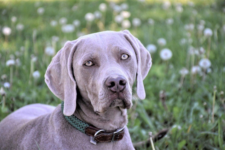 Long Haired Weimaraner: Breed Profile 2024 - Hearts Of Pets