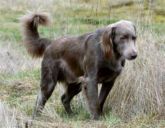 Long Haired Weimaraner: Breed Profile 2024 - Hearts Of Pets