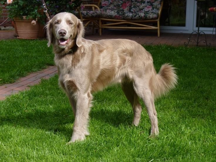 Long Haired Weimaraner: Breed Profile 2024 - Hearts Of Pets