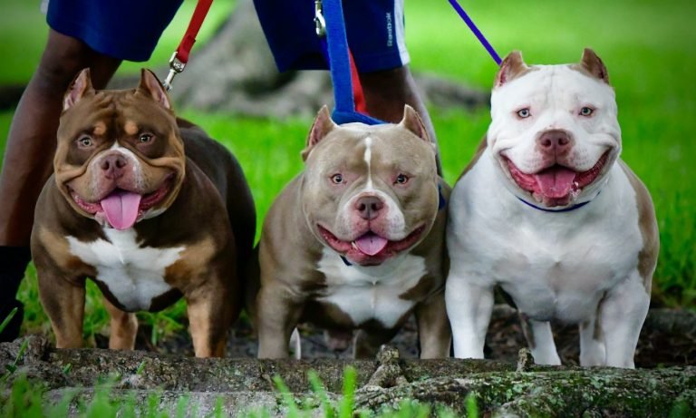 Pocket Bully: Complete Breed Overview 2024 - Hearts Of Pets