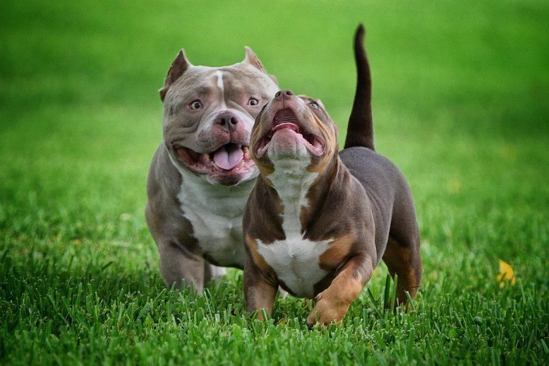 Pocket Bully: Complete Breed Overview 2024 - Hearts Of Pets