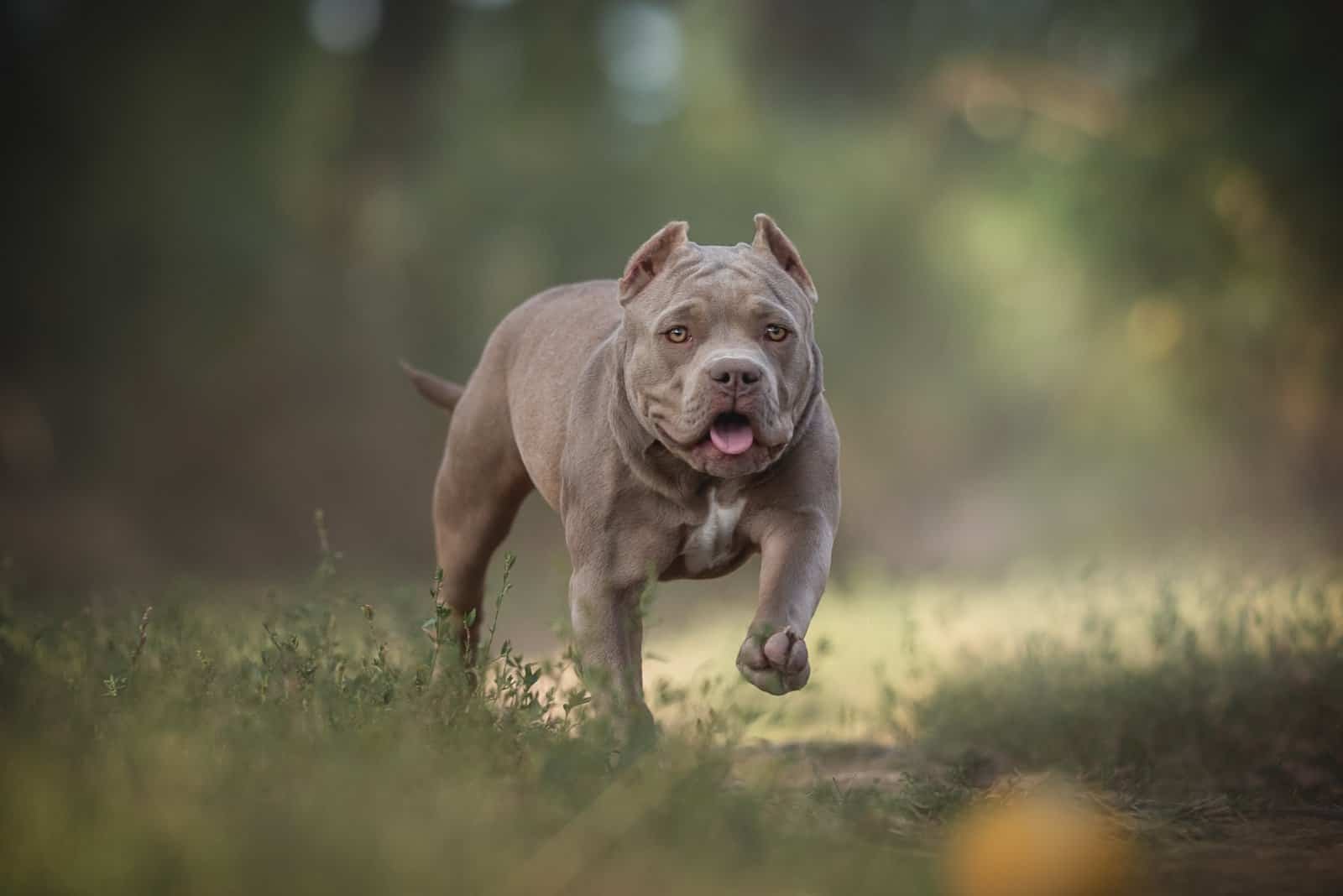 Pocket Bully: Complete Breed Overview 2024 - Hearts Of Pets