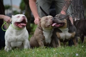 Pocket Bully: Complete Breed Overview 2024 - Hearts Of Pets