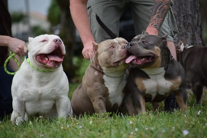 Pocket Bully: Complete Breed Overview 2024 - Hearts Of Pets
