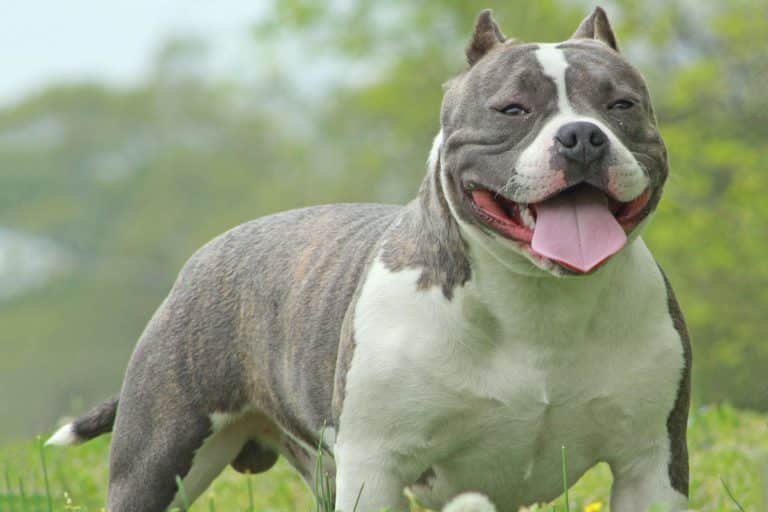 Pocket Bully: Complete Breed Overview 2024 - Hearts Of Pets