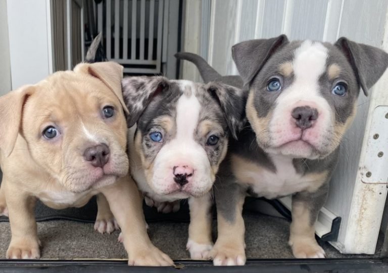 Pocket Bully: Complete Breed Overview 2024 - Hearts Of Pets