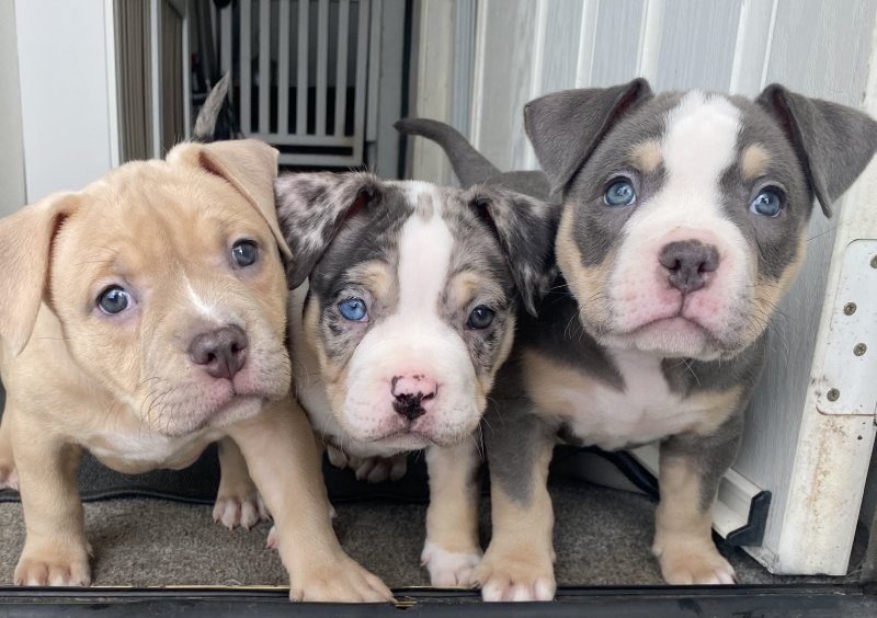 Pocket Bully: Complete Breed Overview 2024 - Hearts Of Pets