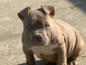 Pocket Bully: Complete Breed Overview 2024 - Hearts Of Pets