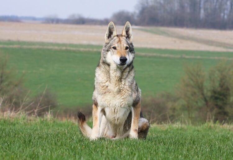 31 Wolf Like Dogs You Probably Have Seen Before 2024 - Hearts Of Pets