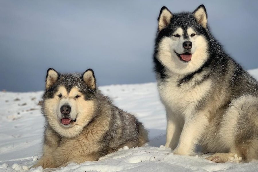 31 Wolf Like Dogs You Probably Have Seen Before 2024 - Hearts Of Pets