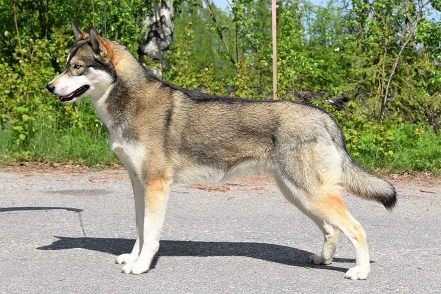 31 Wolf Like Dogs You Probably Have Seen Before 2024 - Hearts Of Pets