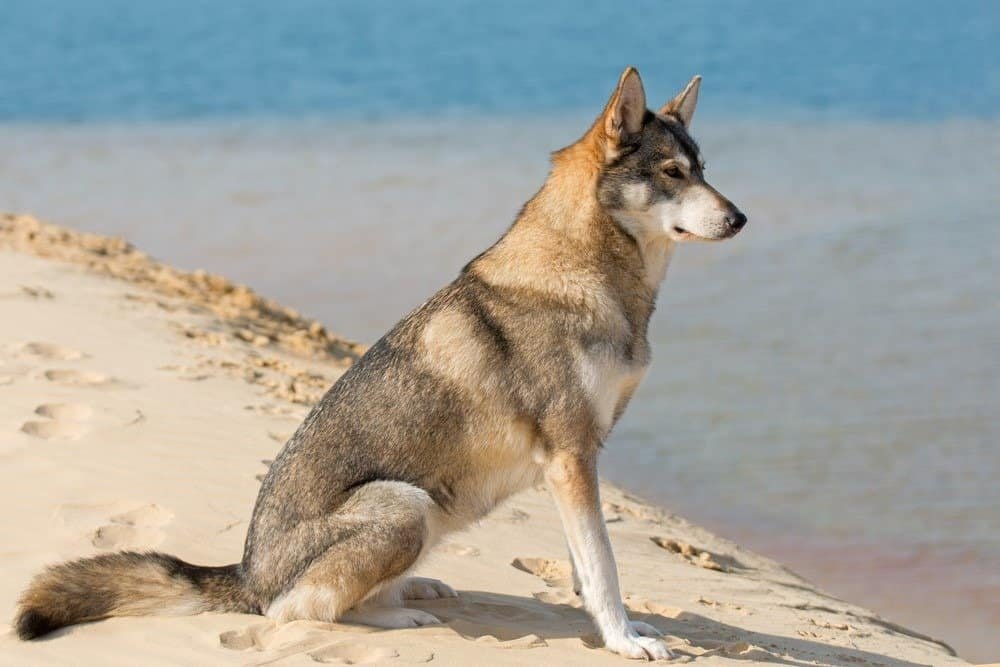31 Wolf Like Dogs You Probably Have Seen Before 2024 - Hearts Of Pets