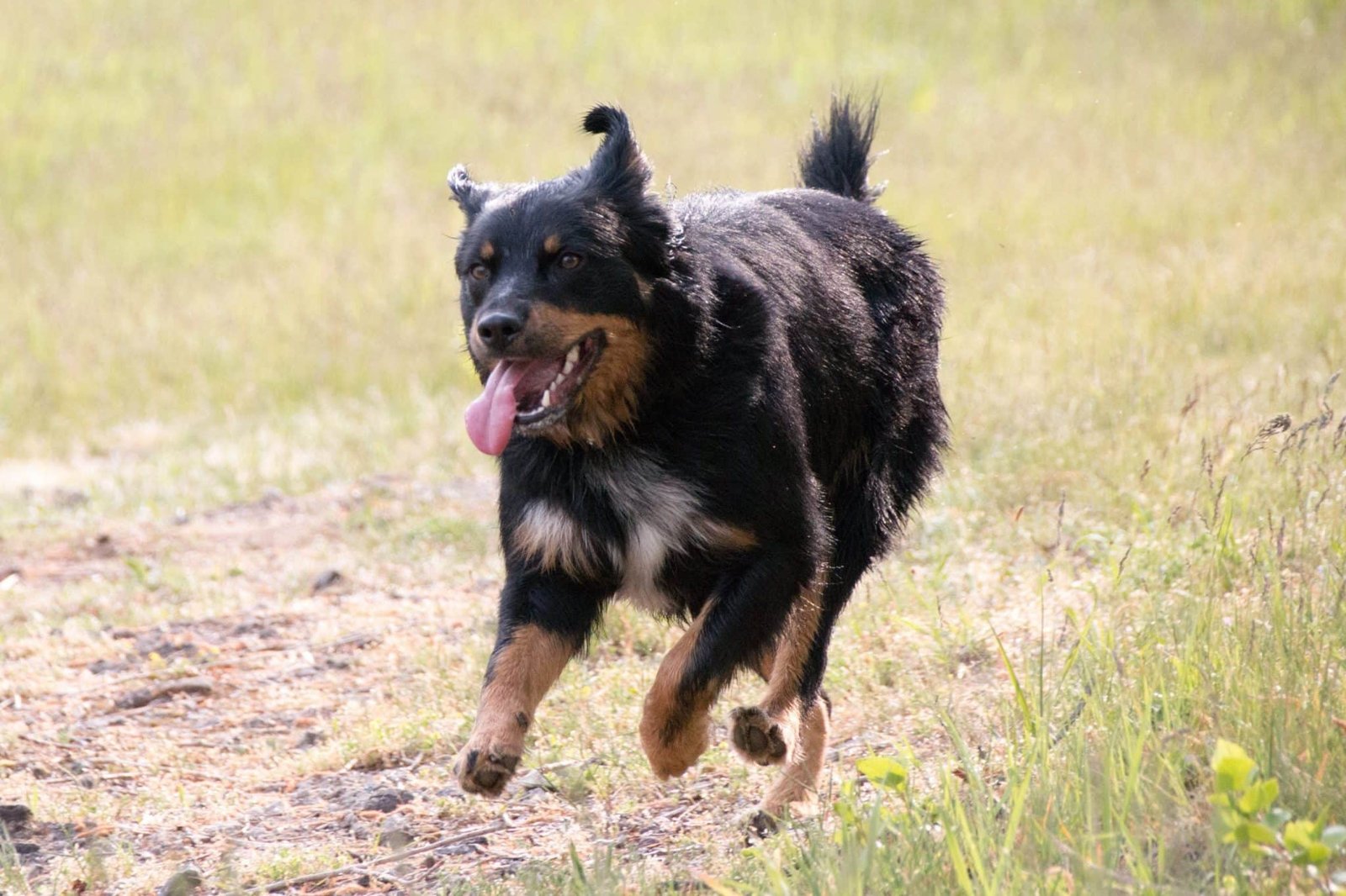 German Shepherd Rottweiler Mix: Breed Profile 2024 - Hearts Of Pets