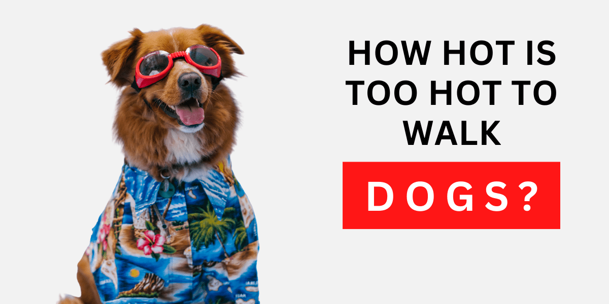 How Hot Is Too Hot To Walk Dogs? 2024 - Hearts Of Pets