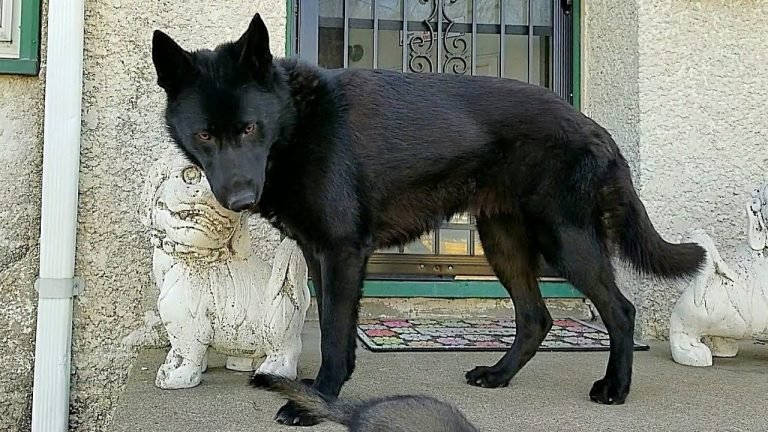 Lycan Shepherd: Breed Profile Guide 2024 - Hearts Of Pets