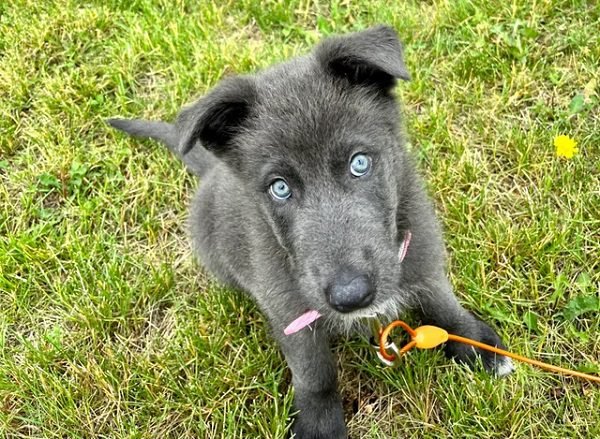 Lycan Shepherd: Breed Profile Guide 2022