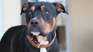 Rottweiler Pitbull Mix: Breed Profile 2024 - Hearts Of Pets
