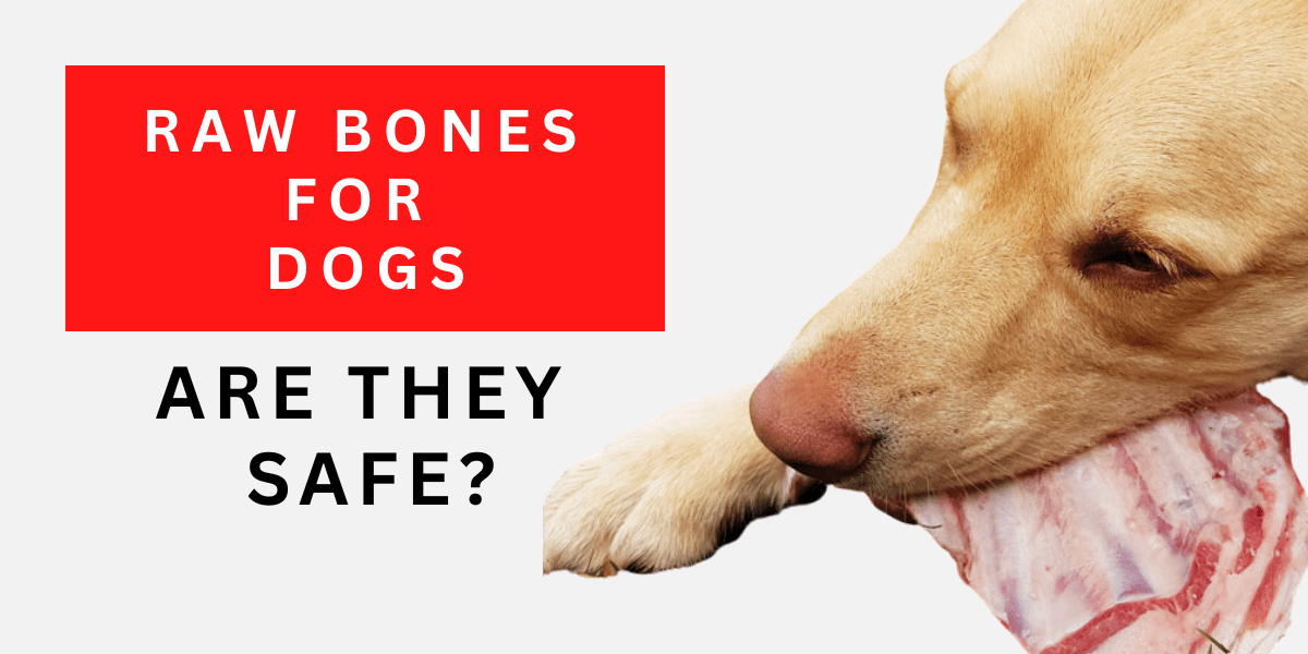 Raw Bones For Dogs - Are They Safe? 2024 - Hearts Of Pets