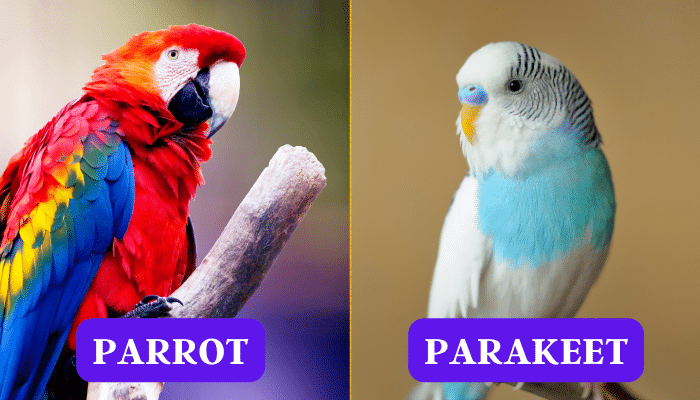 Different Types Of Parakeets: Photos, Facts, And Information 2022