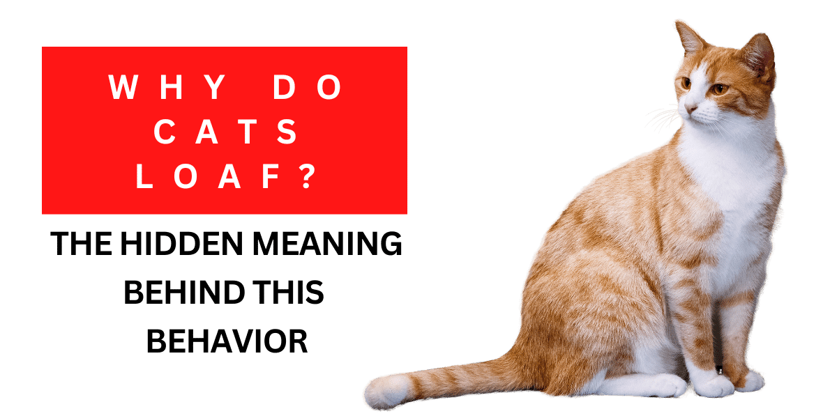 Why Do Cats Loaf The Hidden Meaning Behind This Behavior 2022