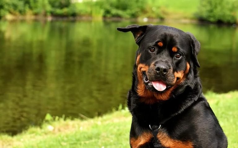 Do Rottweilers Shed: 5 Easy Tips To Help Manage Shedding 2024 - Hearts ...