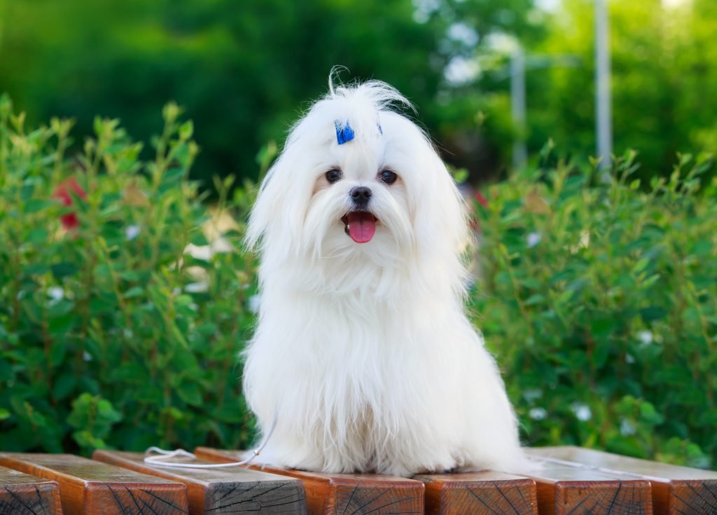 How Long Do Maltese Live? Lifespan Questions Answered 2024 - Hearts Of Pets