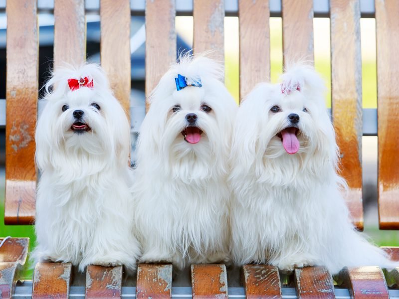 How Long Do Maltese Live? Lifespan Questions Answered 2023