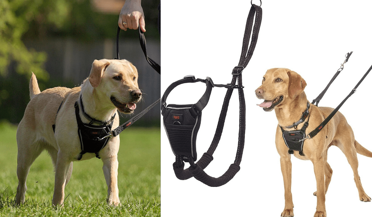 Best Dog Harness To Stop Pulling: Top Picks For 2025 - Hearts Of Pets