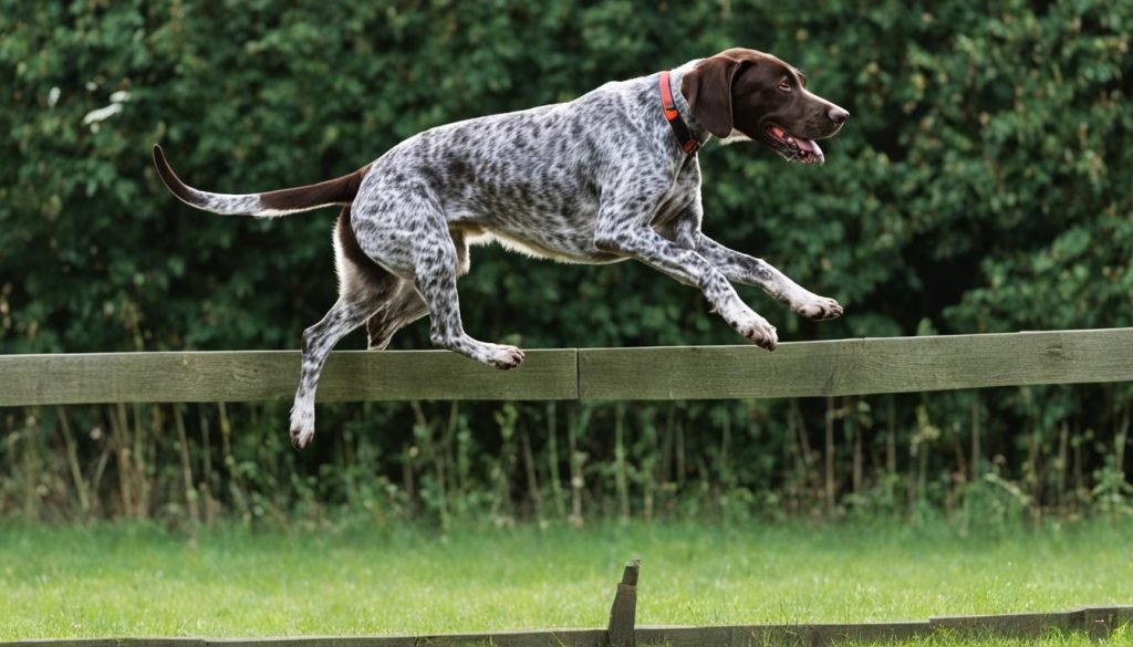 7 Important Jack Russell Terrier Training Tips