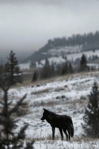 29 Facts About Black Wolves - Hearts Of Pets
