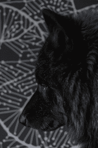 29 Facts About Black Wolves - Hearts Of Pets